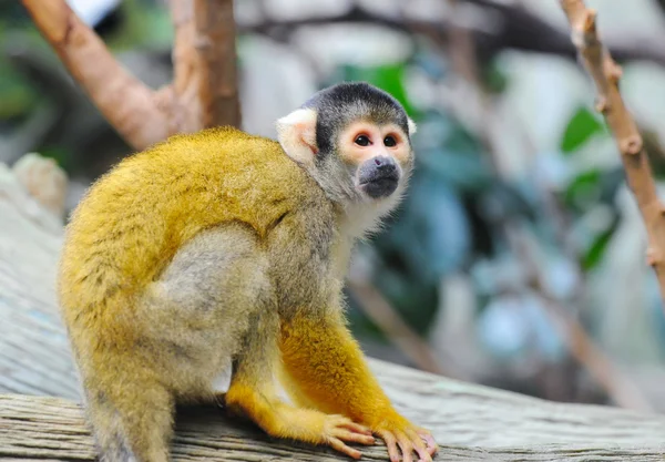 Squirrel monkey Stock Photo by ©erllre 82902782