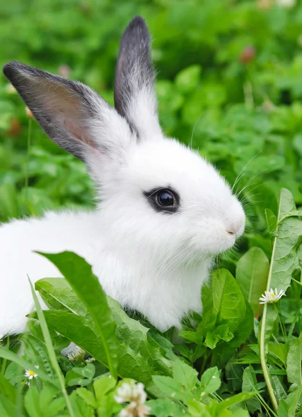 Baby white rabbit in grass Stock Photo by ©NataliiaMelnyc 44745339