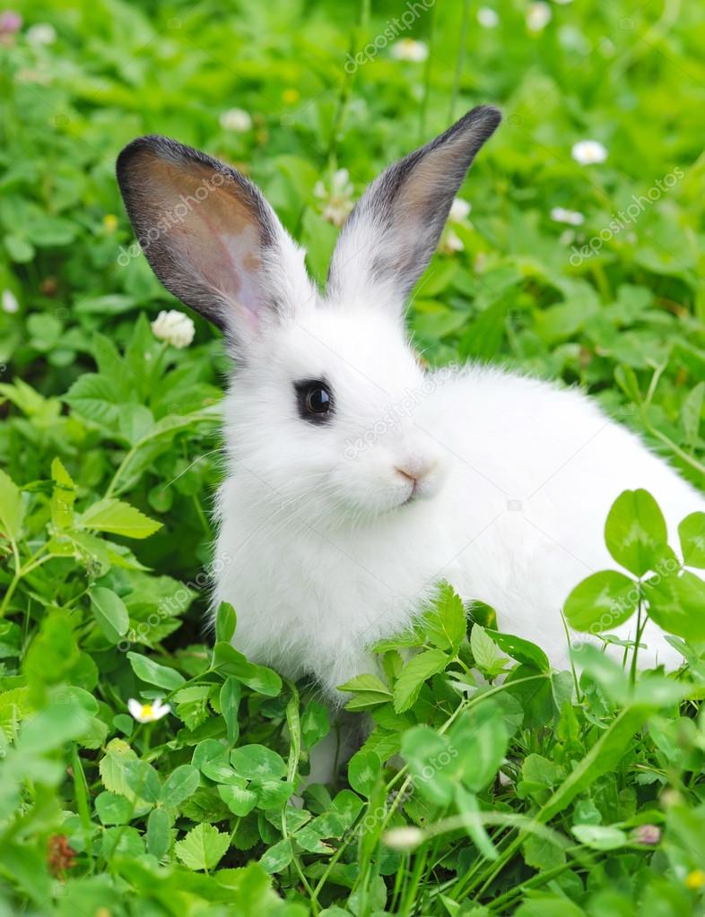 conejo bebé blancos en pasto — Fotos de Stock © NataliiaMelnyc #29108279