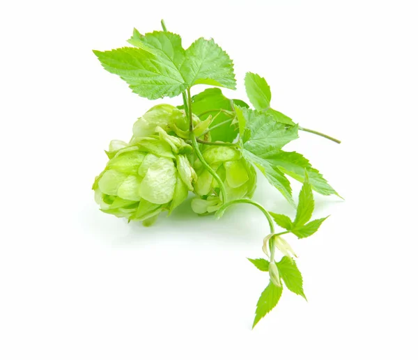 Скачать картинки Suneli hops, стоковые фото Suneli hops в хорошем ...