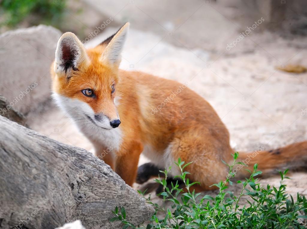 Red Fox Cub — Stock Photo © NataliiaMelnyc #34452473