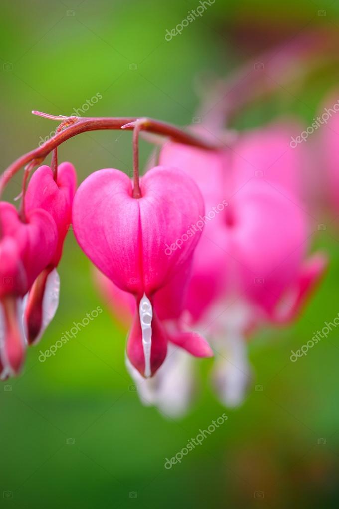 Flores Sangrantes del Corazón (Dicentra spectabilis o Lamprocapnos ...