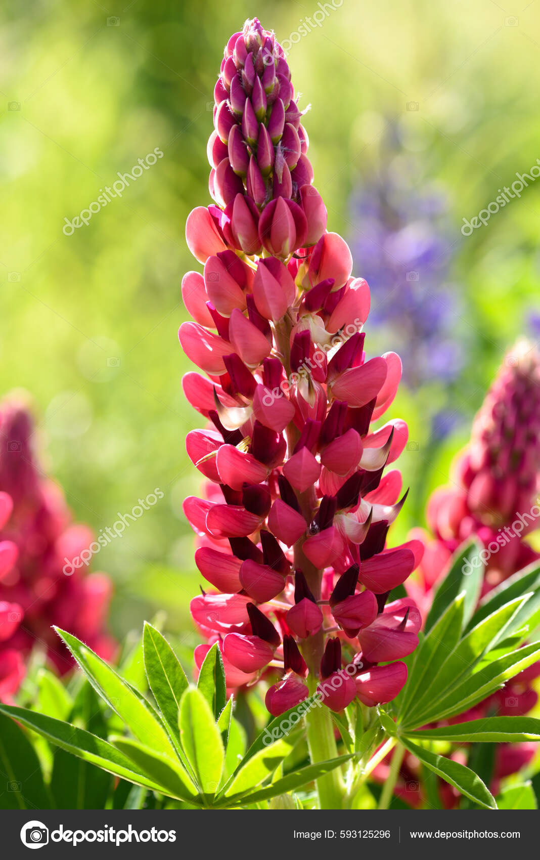 Lupine Flower Close Up