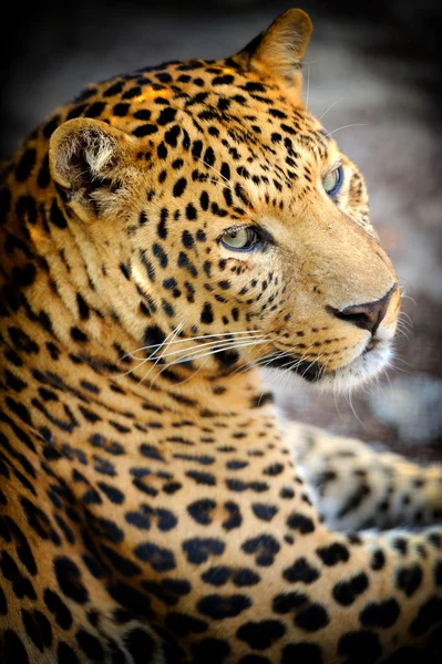Leopard — Stock Photo © kyslynskyy #59385431