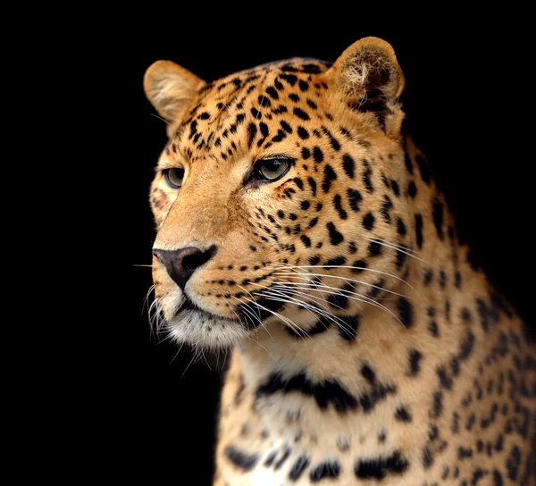 Leopard portrait | Leopard portrait — Stock Photo © VolodymyrBur #73703955