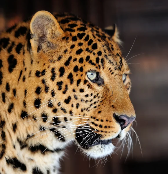 Side View Head Shot of Beautiful Amur Leopard — Stock Photo © scheriton ...