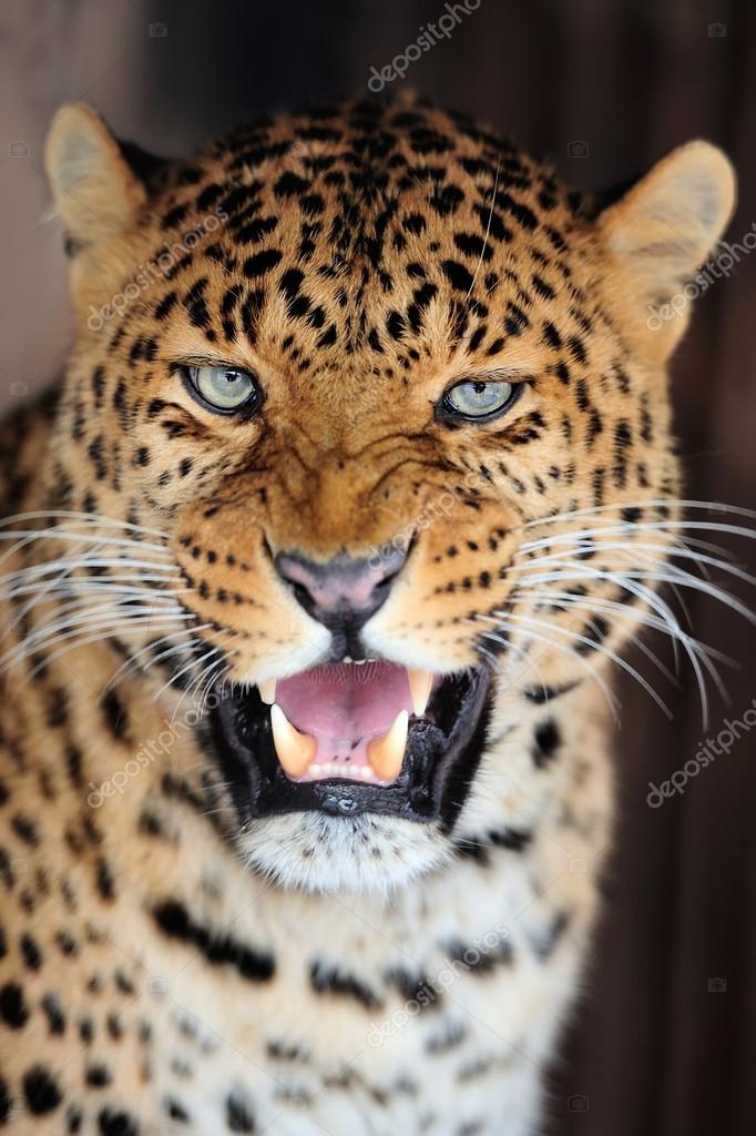 Leopard Stock Photo by ©VolodymyrBur 20693075