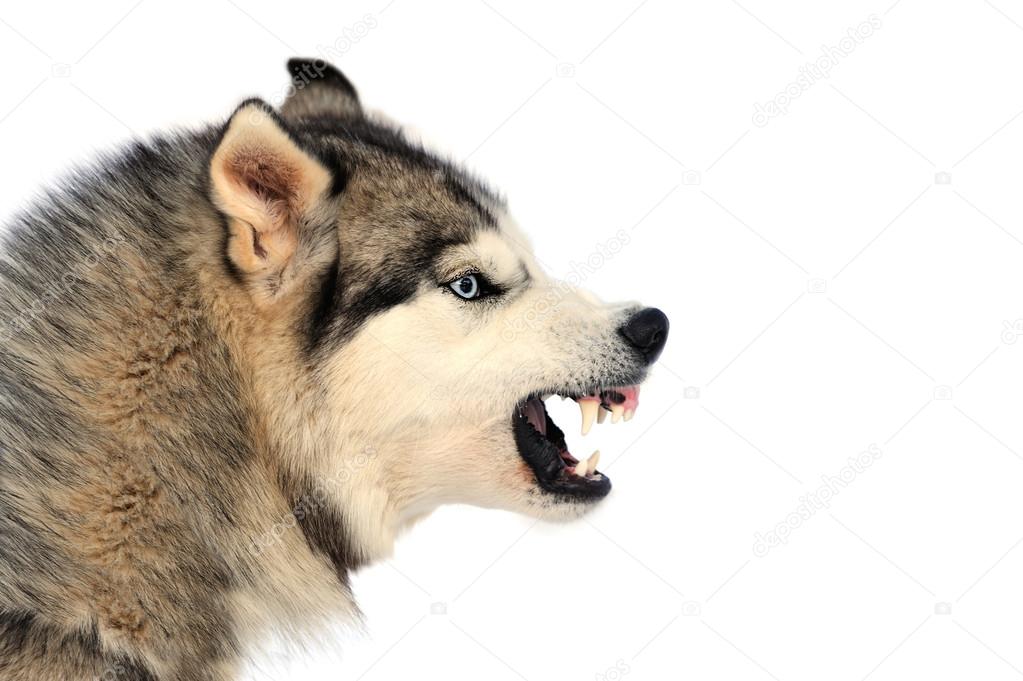 Angry dog — Stock Photo © VolodymyrBur #22019971