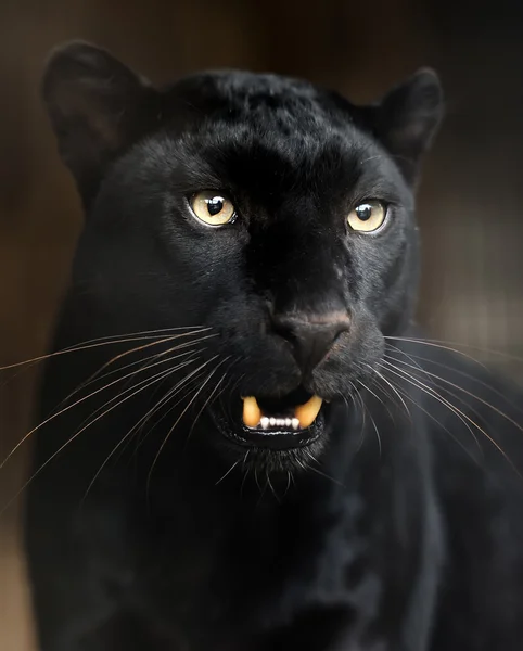Angry Black Leopard