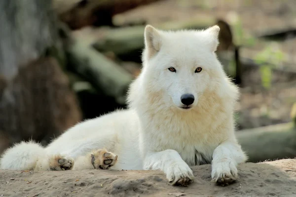 Three White Wolf Rock Stock Photo by ©waitandshoot 311881668