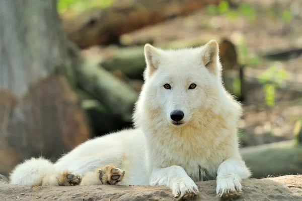 ᐈ Wolf howling stock pictures, Royalty Free white wolf howling images ...