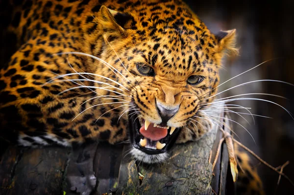 Angry Leopard Wallpaper