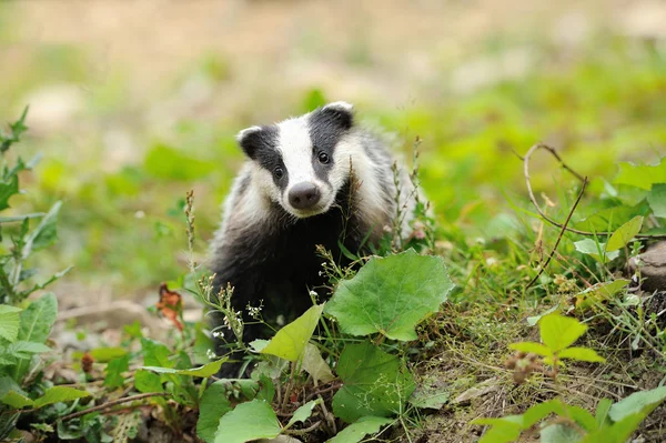 Badger Stock Photos, Royalty Free Badger Images | Depositphotos