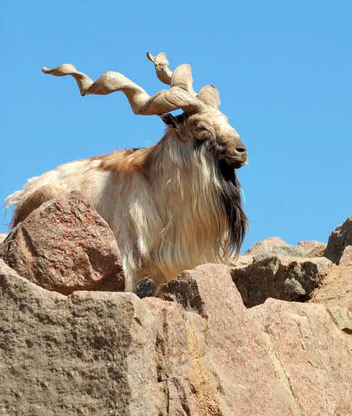 Markhor Stock Photos, Royalty Free Markhor Images | Depositphotos