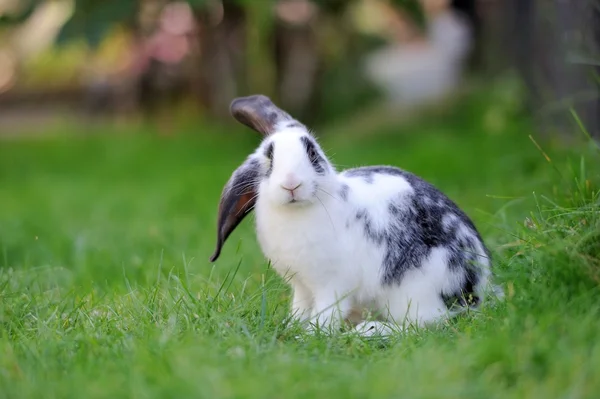 Rabbit hopping Stock Photos, Royalty Free Rabbit hopping Images ...