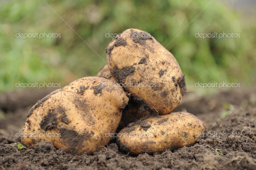 Poptato — Stock Photo © VolodymyrBur #32649871