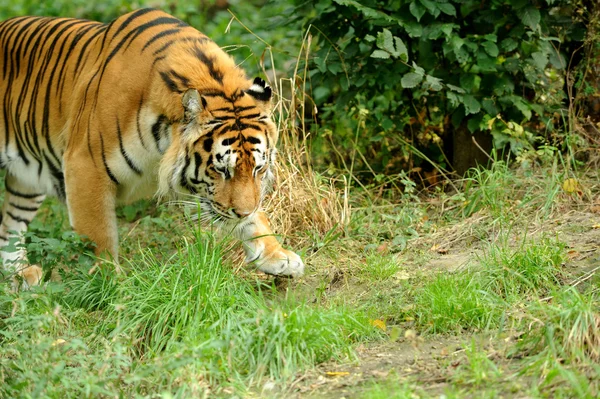 Bengal Tigers Eating