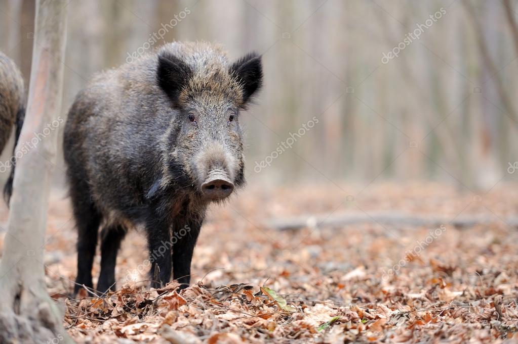 Wild boar — Stock Photo © VolodymyrBur #35985627