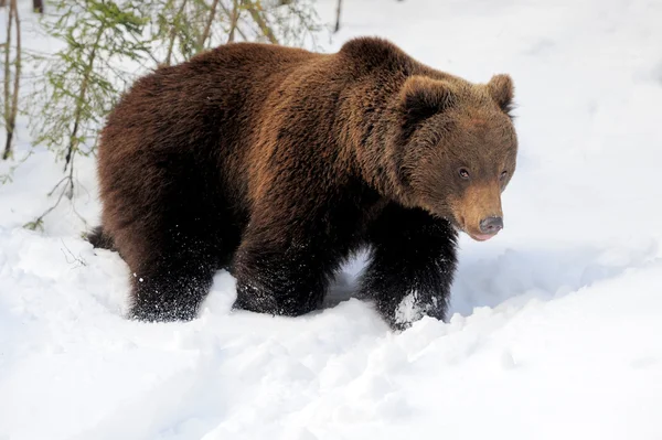 Bear in winter — Stock Photo © VolodymyrBur #40176787