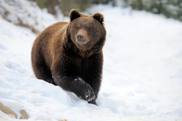 Bear in winter — Stock Photo © VolodymyrBur #40176787