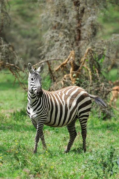 Kenya safari Stock Photos, Royalty Free Kenya safari Images | Depositphotos