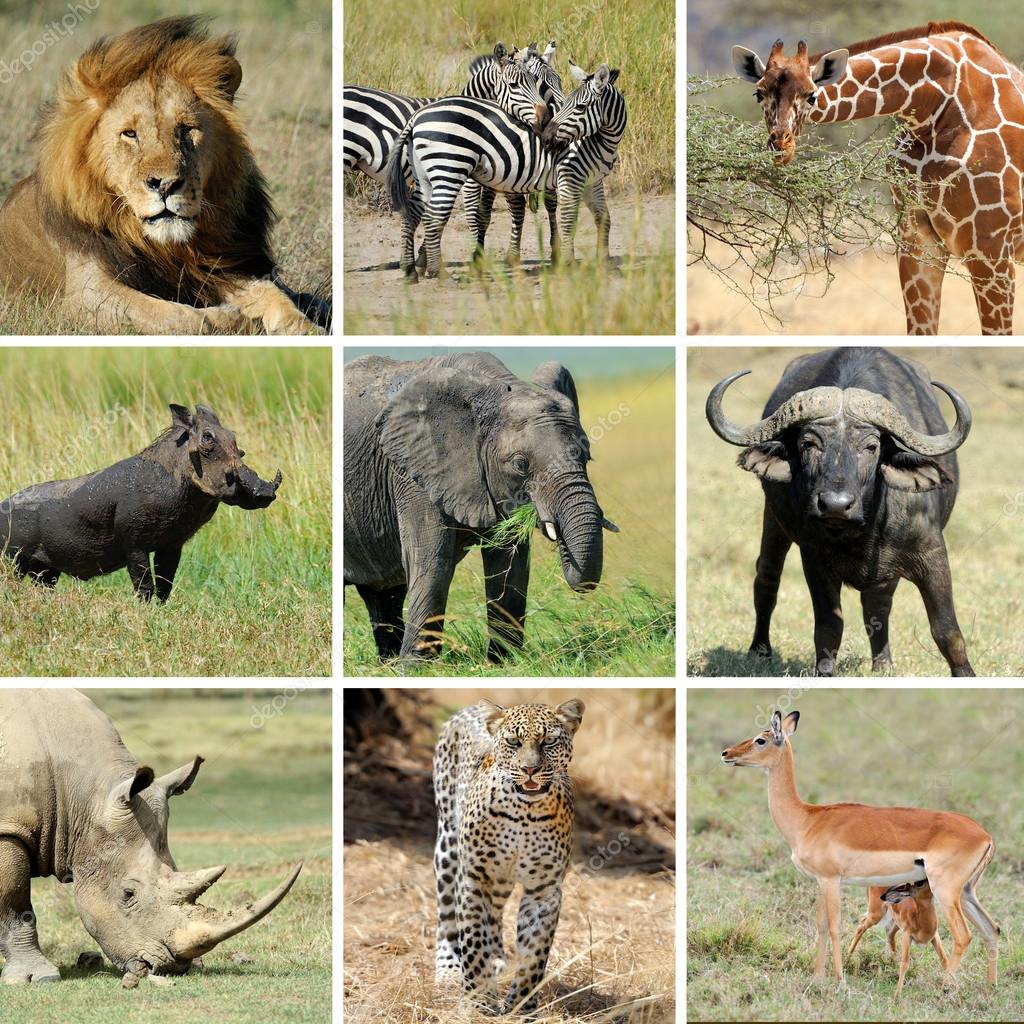Albums 100+ Pictures Animales De Africa Con Cuernos Sharp
