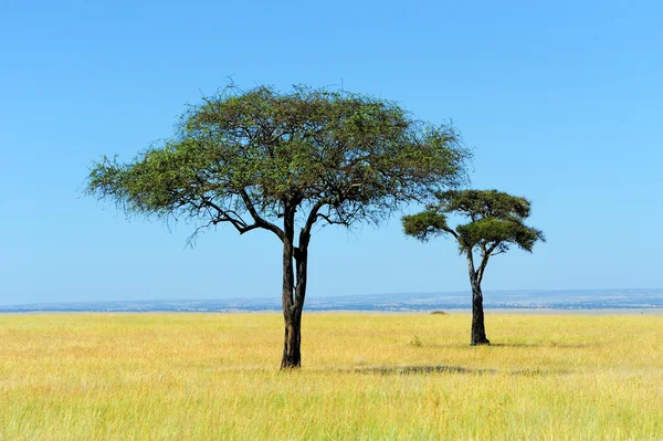 Savane paysage images libres de droit, photos de Savane paysage ...