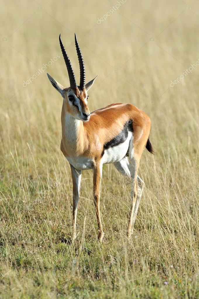 Thomson's gazelle Stock Photo by ©VolodymyrBur 46176417