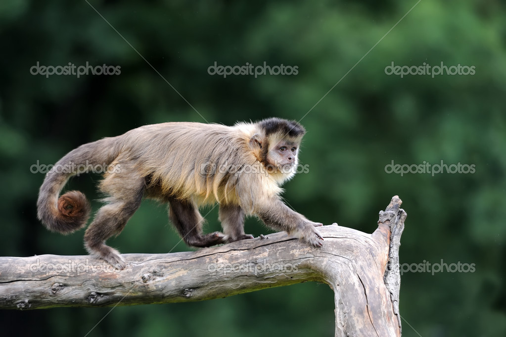 Capuchin monkey Stock Photo by ©VolodymyrBur 48119515