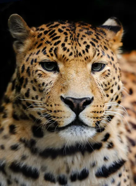 Leopard — Stock Photo © kyslynskyy #59385431