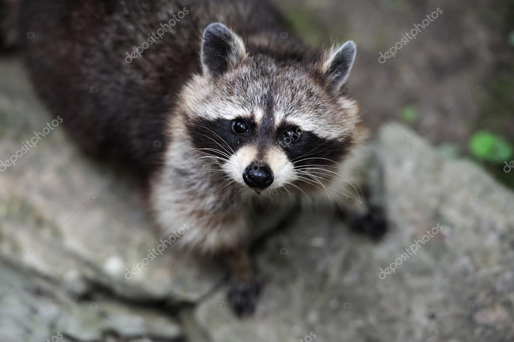 Raccoon Stock Photo by ©VolodymyrBur 49398665