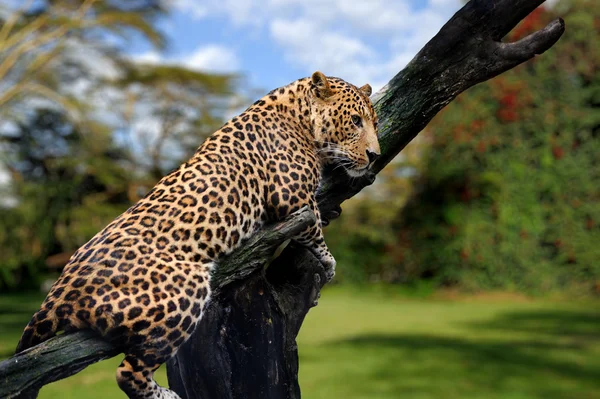 Awesome Leopard Panthera Pardus Tree Its Bushbuck Tragelaphus Scriptu ...