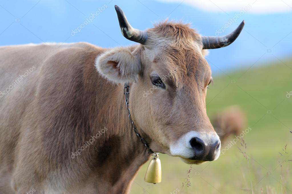 Cow in nature — Stock Photo © VolodymyrBur #49703171