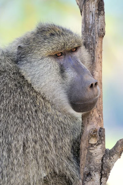 Baboon eating fruit — Stock Photo © dmussman #8902914