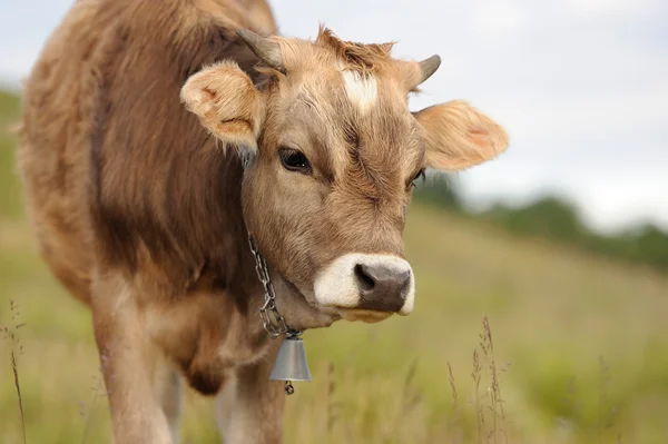 Cow in nature — Stock Photo © VolodymyrBur #49703171