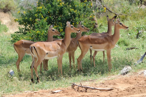 African herbivores herbivores kenya images libres de droit, photos de ...