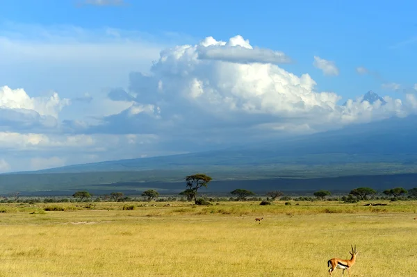 Savane paysage images libres de droit, photos de Savane paysage ...