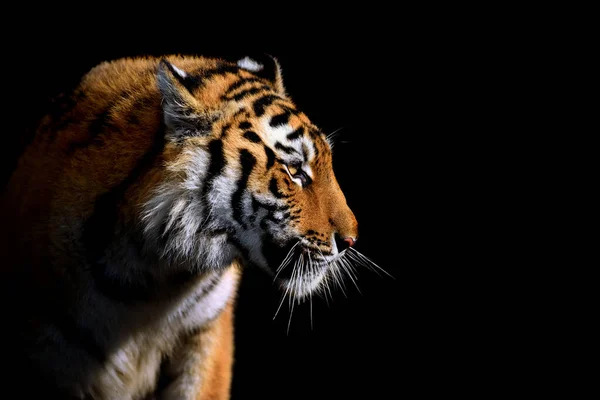 Tiger at night Stock Photos, Royalty Free Tiger at night Images ...