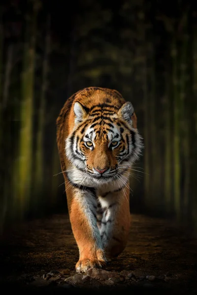 Scary tiger Stock Photos, Royalty Free Scary tiger Images | Depositphotos