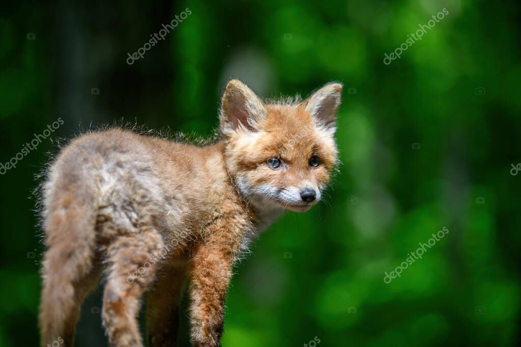 Zorro rojo, vulpes vulpes, cachorro pequeño en el bosque. Lindos ...