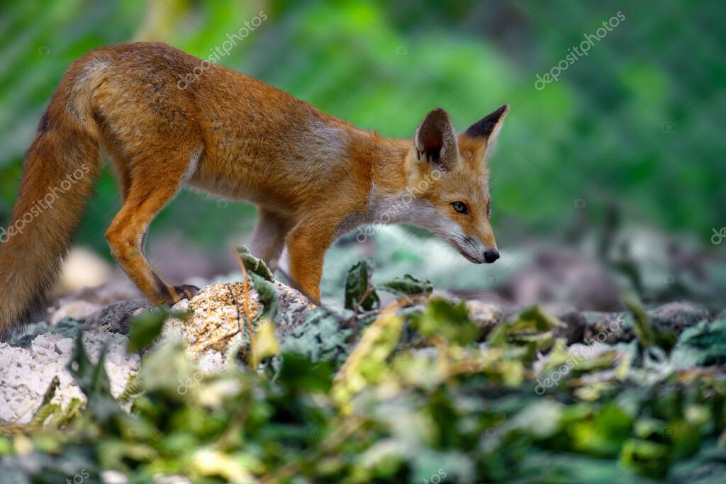 Zorro rojo, vulpes vulpes, cachorro pequeño en el bosque. Lindos ...