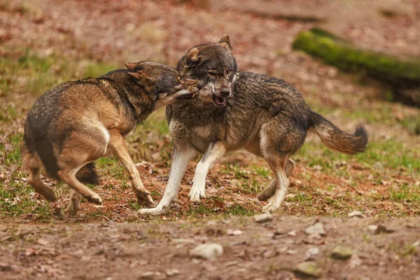 Eurasian Wolf Pup