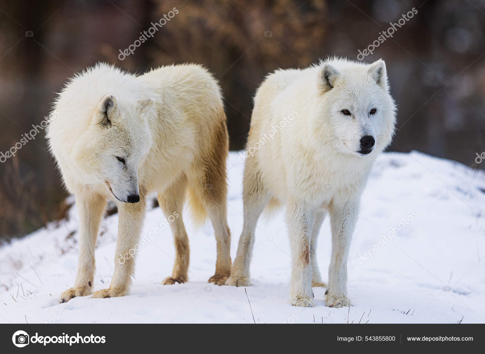 Arctic Wolf Canis Lupus Arctos Little Pack Two Stock Photo by ©6bears ...