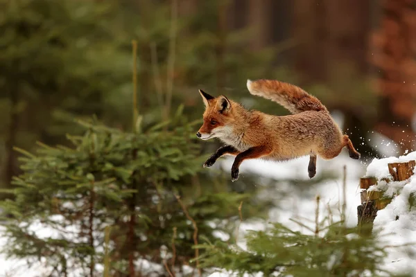 Fox jump Stock Photos, Royalty Free Fox jump Images | Depositphotos