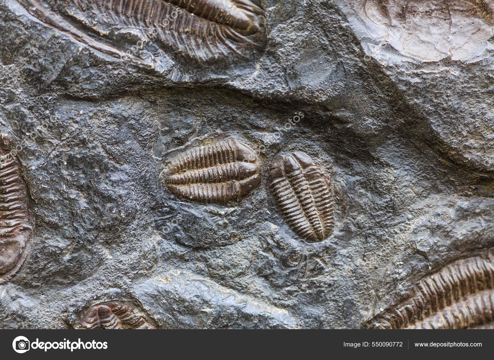 Print Ancient Trilobite Rock Stock Photo by ©6bears 550090772