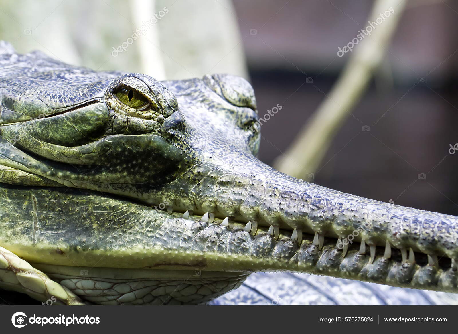 Indian Gharial Portrait Wild Nature Stock Photo by ©6bears 576275824