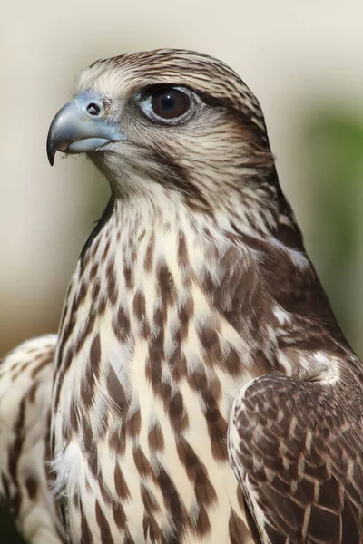 Sapsan falcon Stock Photos, Royalty Free Sapsan falcon Images ...