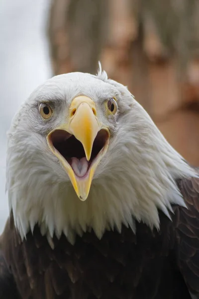 Happy eagle Stock Photos, Royalty Free Happy eagle Images | Depositphotos