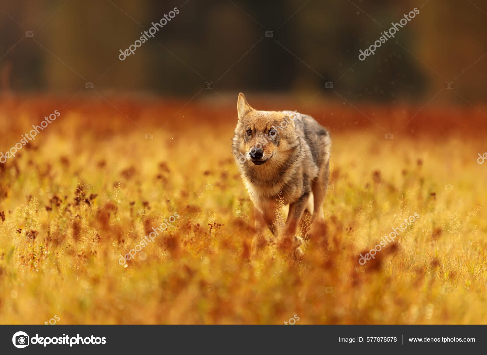 Eurasian Wolf Running Meadow Wildness — Stock Photo © 6bears #577878578