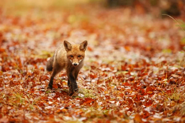 Beautiful Red Fox Standing Middle Meadows Looks Stock Photo by ©6bears ...